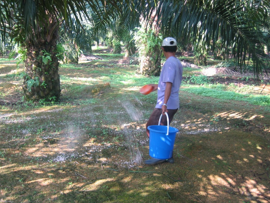 Menabur baja